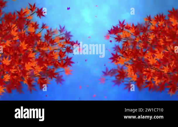 Branch with red leaves in falling. Traditional autumn leaf scenery of ...