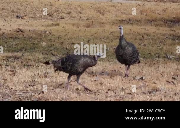The wild turkey (Meleagris gallopavo (Galliformes) is an upland ground ...