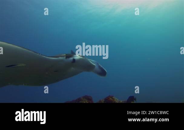 Graceful Manta Ray Close Up Swimming Overhead. Pelagic Filter Feeder ...