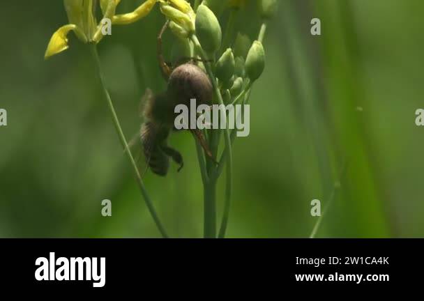 Spider milkweed Stock Videos & Footage - HD and 4K Video Clips - Alamy