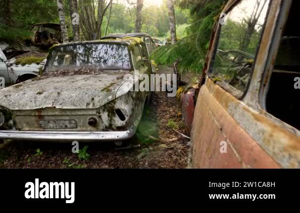 Old abandoned cars covered with rust and moss in a car dump in a forest ...