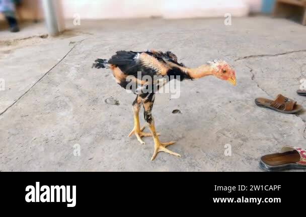 Molting chicken Stock Videos & Footage - HD and 4K Video Clips - Alamy