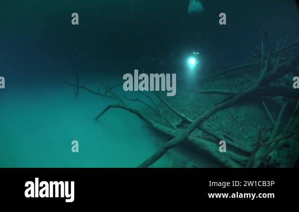 Diver in halocline near tree roots in cenotes Stock Video Footage - Alamy