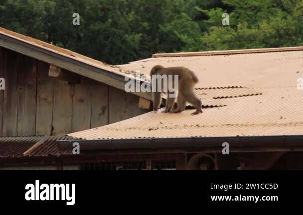 Monkey at roof Stock Videos & Footage - HD and 4K Video Clips - Alamy