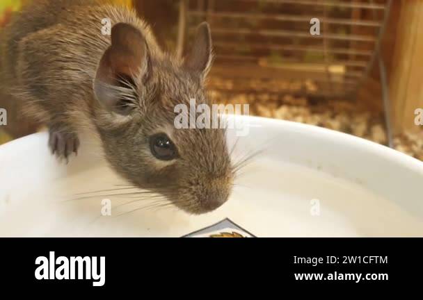 Mouse feet Stock Videos & Footage - HD and 4K Video Clips - Alamy