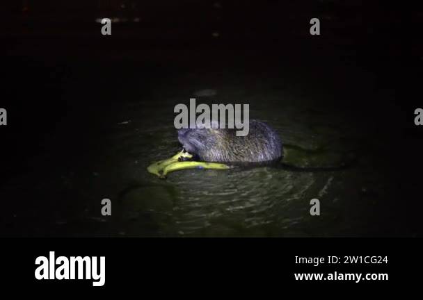 Nutria And banana. Funny ugly nutria, Myocastor coypus, big rodent ...