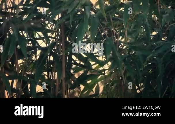 Wind in bamboo Stock Videos & Footage - HD and 4K Video Clips - Alamy