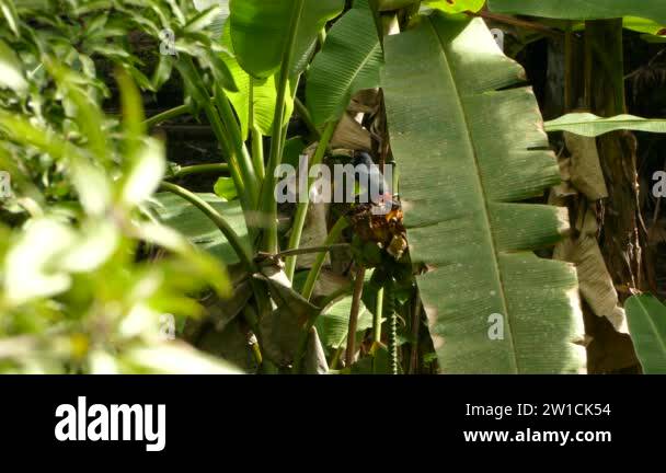 Collared aracari tropical bird eating under shadow created by palmtree ...