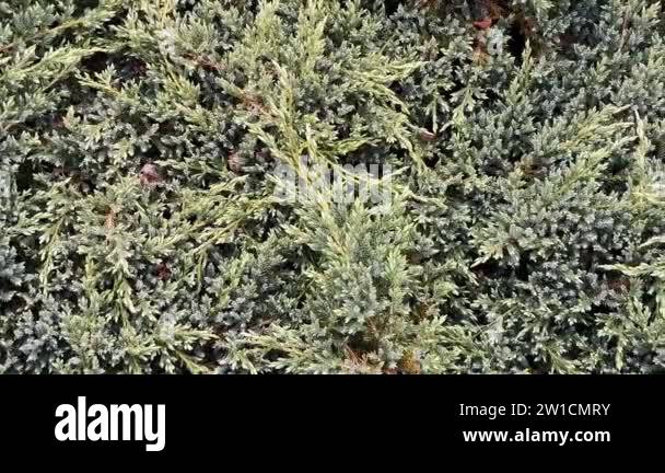 Juniper evergreen plant texture Stock Videos & Footage - HD and 4K ...