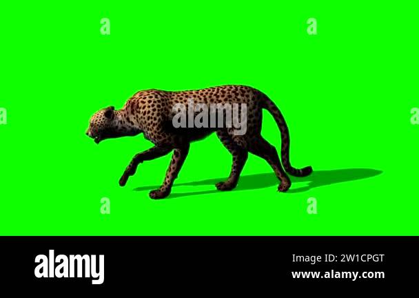 Cheetah Walking on Green Screen Stock Video Footage - Alamy