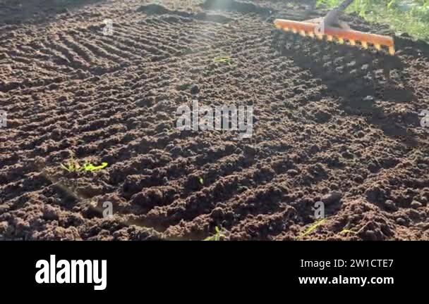 Gardener grading out soil with a rake. Unrecognizable person's hands ...