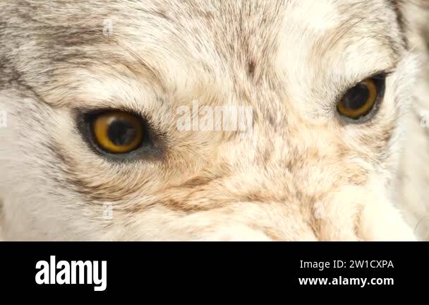 Aggressive eyes Stock Videos & Footage - HD and 4K Video Clips - Alamy
