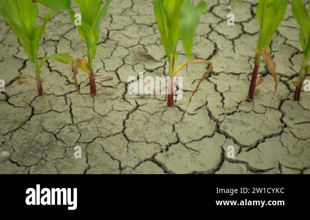 Maize corn drought field land leaves Zea mays, drying up soil, drying ...