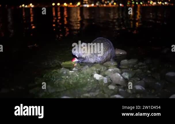 Nutria And Apple. Funny ugly nutria, Myocastor coypus, big rodent ...