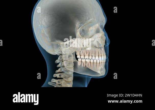 Human head side view Stock Videos & Footage - HD and 4K Video Clips - Alamy