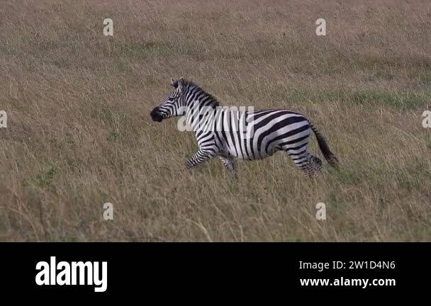 Grant's Zebra, equus burchelli boehmi, Adult running through Savannah, Masai Mara Park in Kenya ...