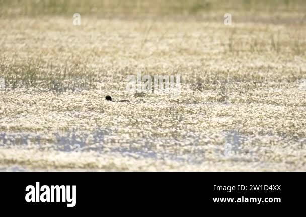 Rail family member Stock Videos & Footage - HD and 4K Video Clips - Alamy