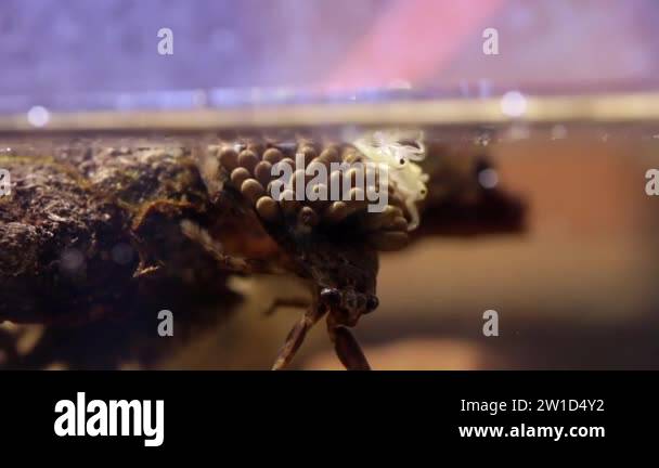 Young water bugs hatching off their father's back Stock Video Footage ...