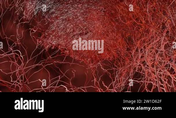 Lymphatic system capillaries vessels Stock Videos & Footage - HD and 4K ...