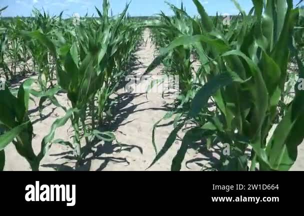 Young green corn, maize sprouts, shoots, planted in rows in field on ...