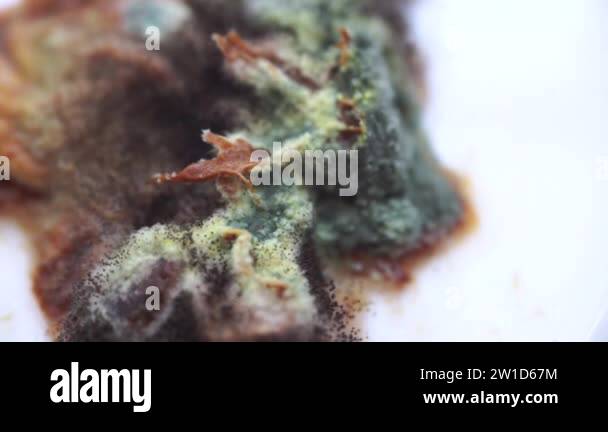 white mold growing on the grains and pulp of the melon Stock Video ...