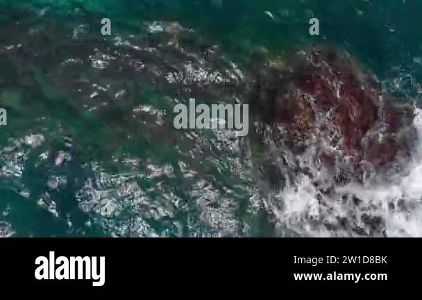 Drone camera captures a top view of sea turtles peeking out of the ...