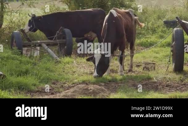 Tethered cows Stock Videos & Footage - HD and 4K Video Clips - Alamy