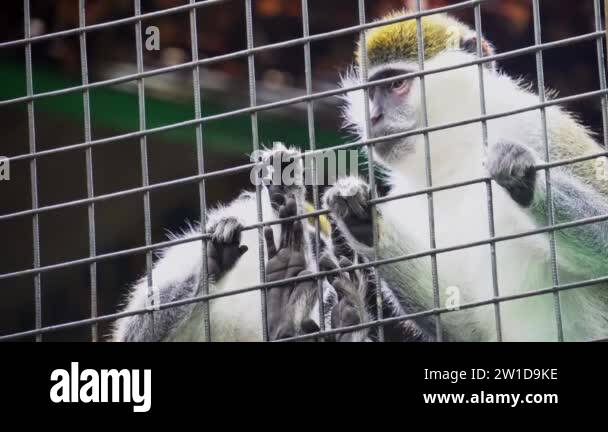 Macaques resting and grooming in zoo behind bars, national park, wild ...
