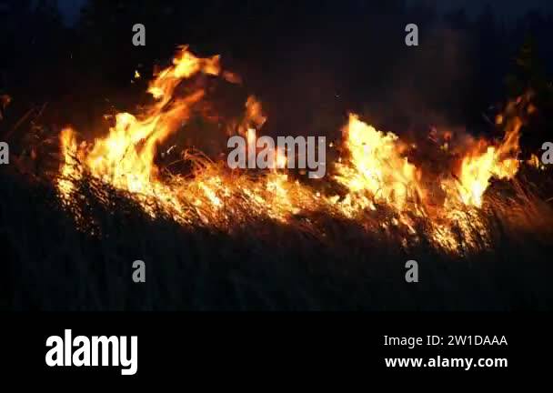 Forest fire. Fire destroys trees and forest animals. Fires in the ...