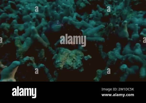 Mating fish Stock Videos & Footage - HD and 4K Video Clips - Alamy