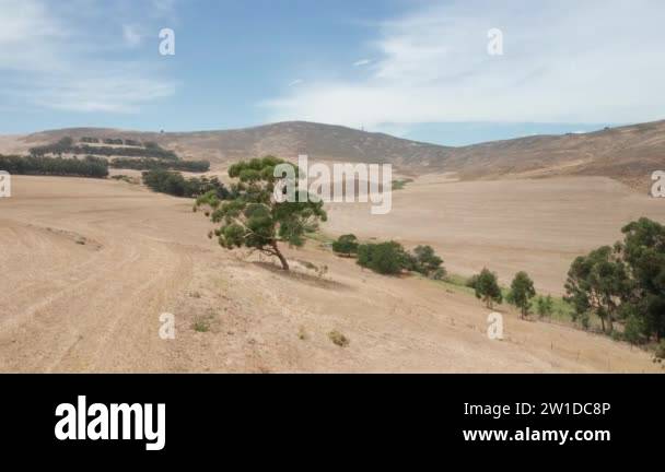 A sloping tree Stock Videos & Footage - HD and 4K Video Clips - Alamy