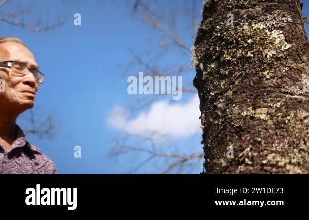 Asian Senior men touching tree with gentle on nature background ...