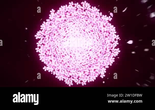 Sakura flowers. Japanese cherry blossoms in full bloom. Beautiful ...