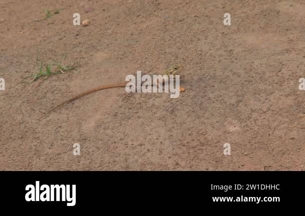 Lizard eating ants Stock Videos & Footage - HD and 4K Video Clips - Alamy