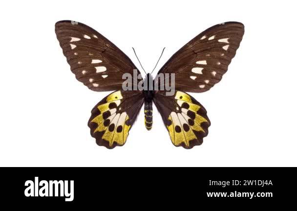 Set different butterflies Stock Videos & Footage - HD and 4K Video ...