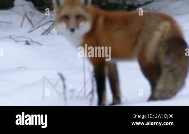 Zoom and tracking shots of red fox in the winter at dusk in North ...