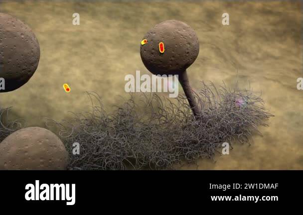 antibiotic action on the fungus infections, antibiotic and fungal ...