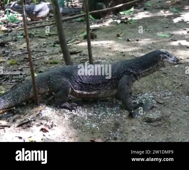 Philippines palawan monitor lizard Stock Videos & Footage - HD and 4K ...