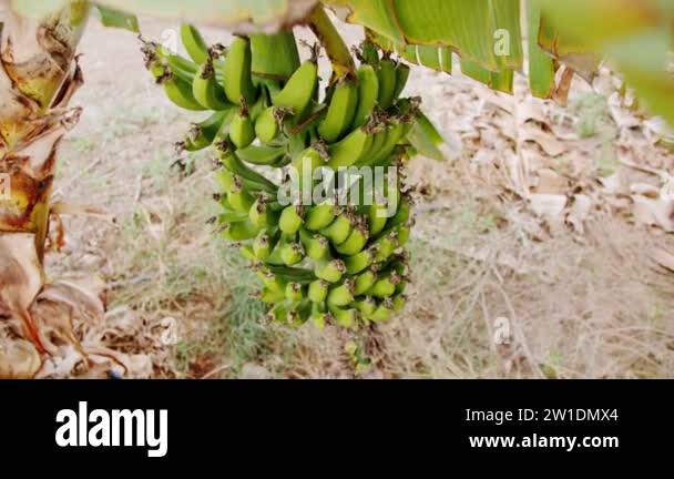 Bundles of bananas growing on a tree. Banana tree with a bunch of green ...