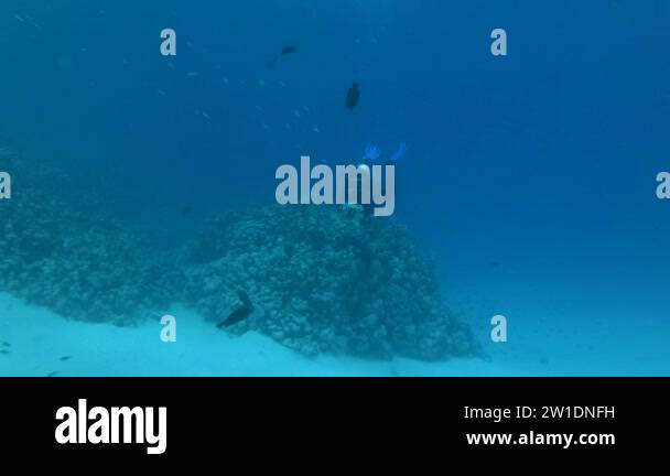 Scuba diver swimming deep on coral reef blue water background, frog ...