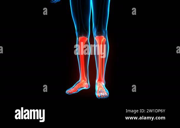 3D Animation Concept of Human Skeleton System Tibia and Fibula Bone ...