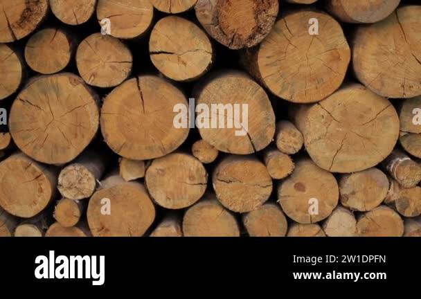 Dead hardwood tree Stock Videos & Footage - HD and 4K Video Clips - Alamy