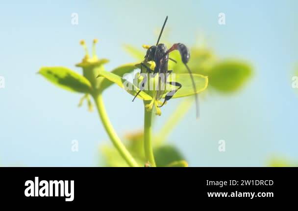 Hymenoptera: Ichneumonidae and Braconidae. Insect in extremely long ...