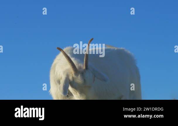 Goat rope Stock Videos & Footage - HD and 4K Video Clips - Alamy