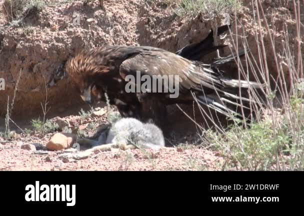 Tame species Stock Videos & Footage - HD and 4K Video Clips - Alamy