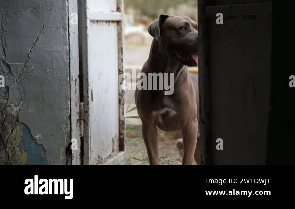 A shelter for dogs where different types of stray dogs live. Dogs drink ...