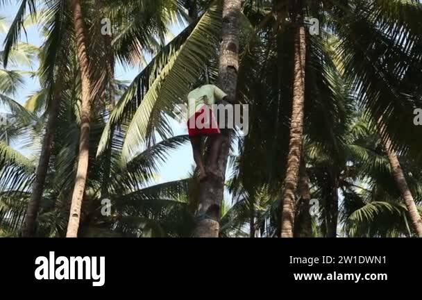 Indian man climbing coconut tree Stock Videos & Footage - HD and 4K ...