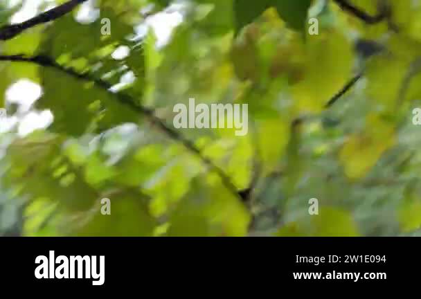 Motion blur in the forest, concept escaping something is fear and panic ...