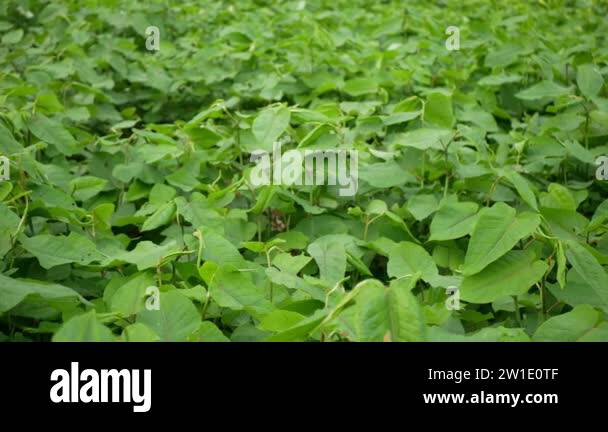 Knotweed Japanese, invasive expansive species of dangerous plants leaf, leaves Asia Reynoutria ...