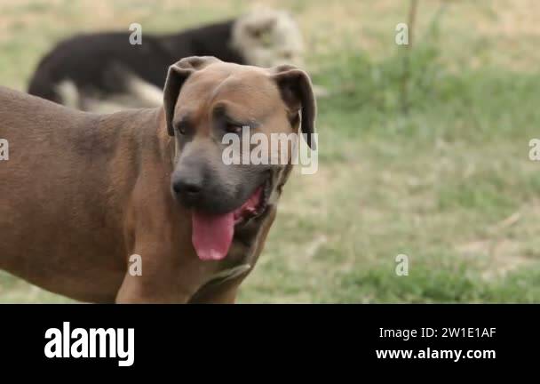A shelter for dogs where different types of stray dogs live. Dogs drink ...